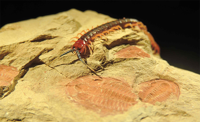 Las causas de la explosión cámbrica